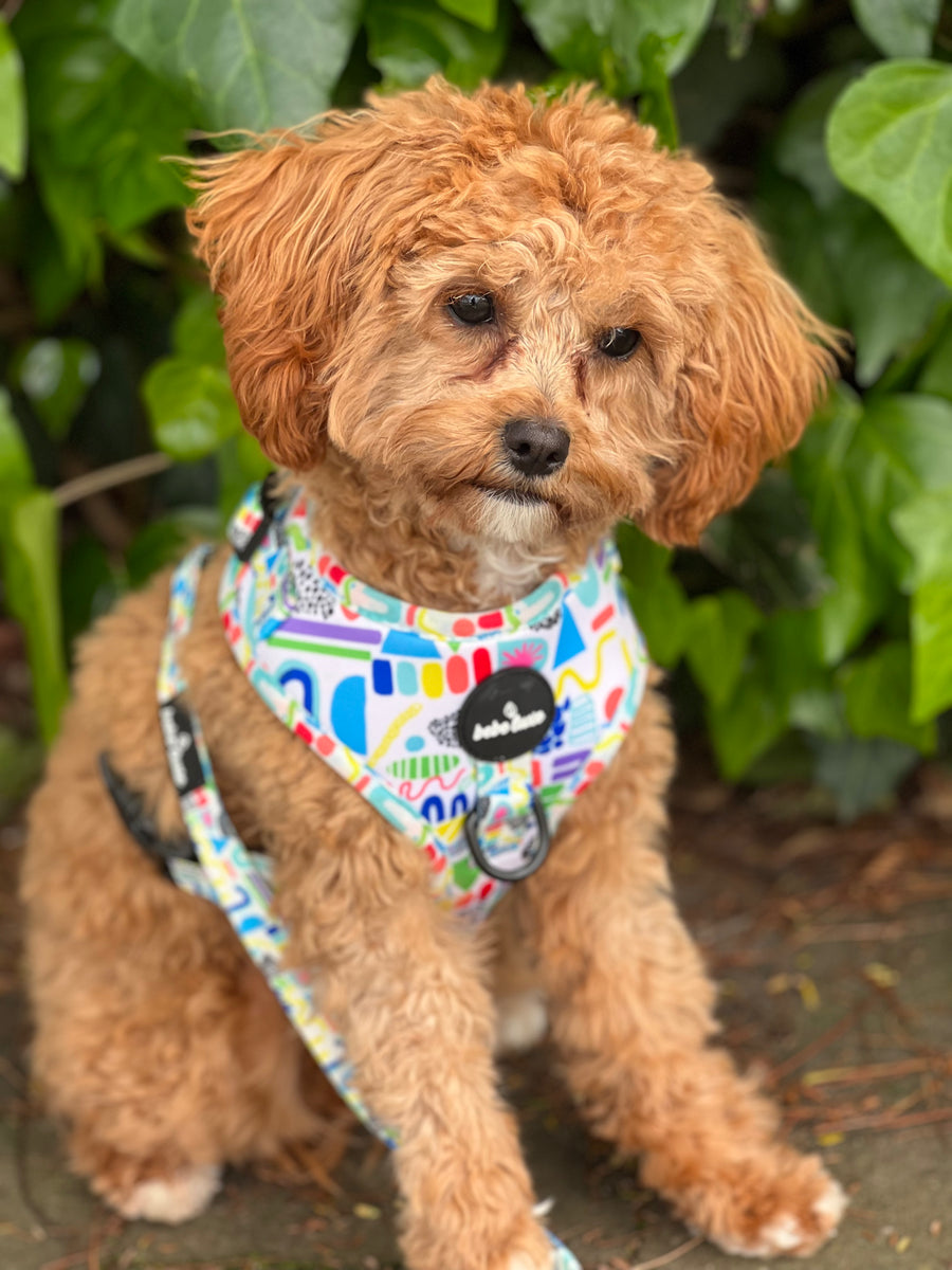 Dog Harness | Adjustable | Squiggle Cracker – bebeluxe